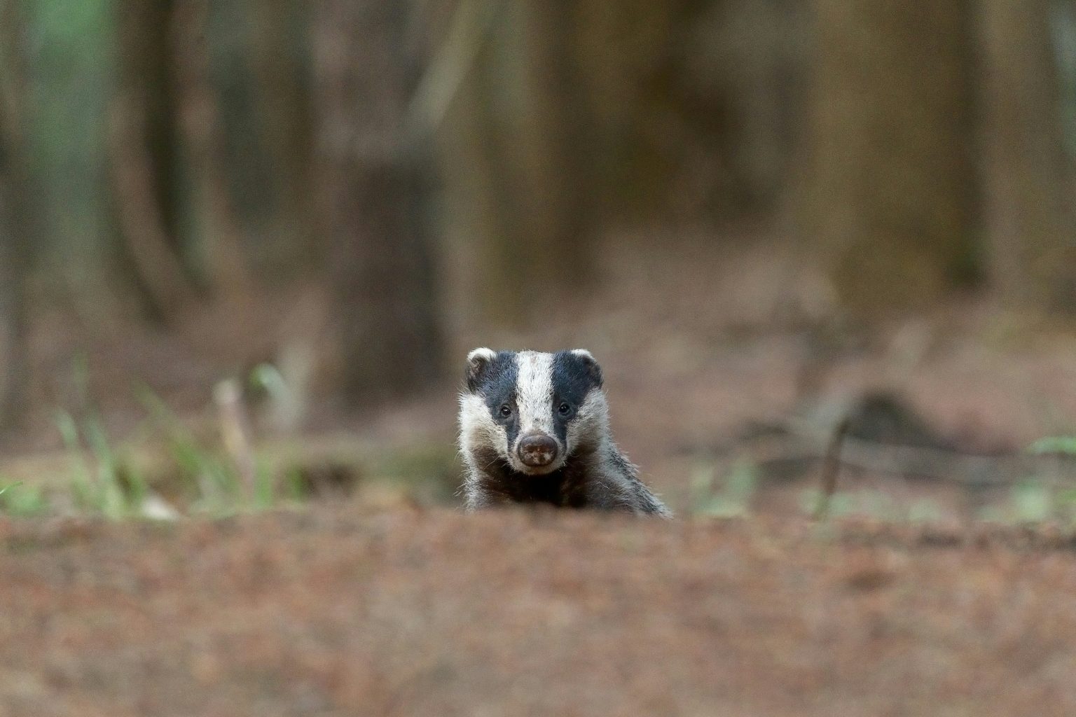 Wildlife Crime – Animal Welfare Investigations Project